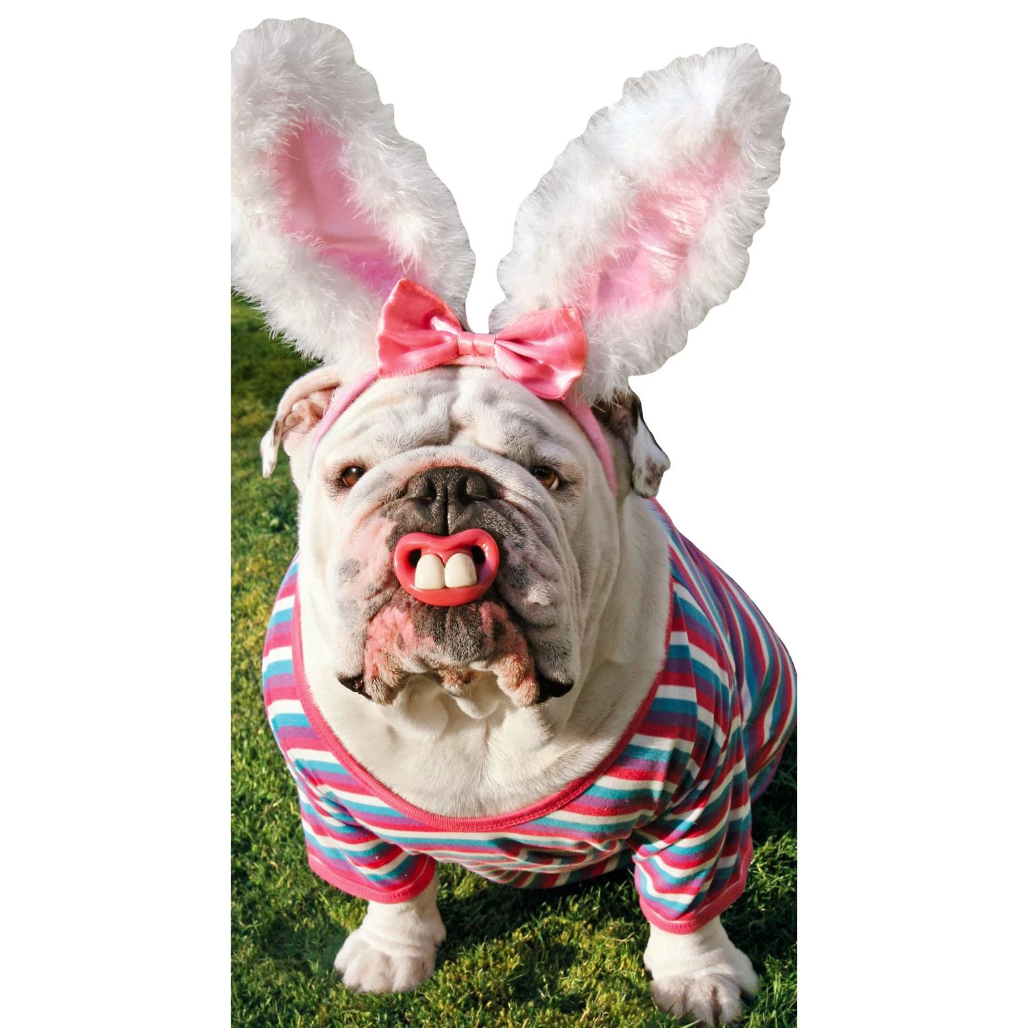 AVANTI PRESS Press Bulldog With Bunny Teeth Humorous Easter Card 2 ...