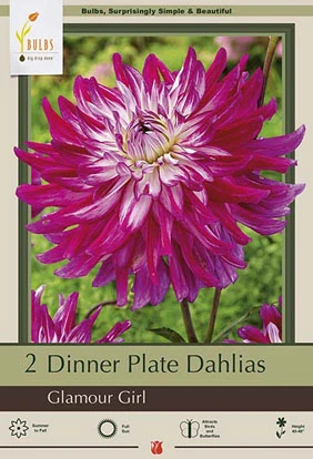 Glamour Girl Dinner Plate Dahlia Bulbs - 2 Clumps, 40-48 Inches Tall ...