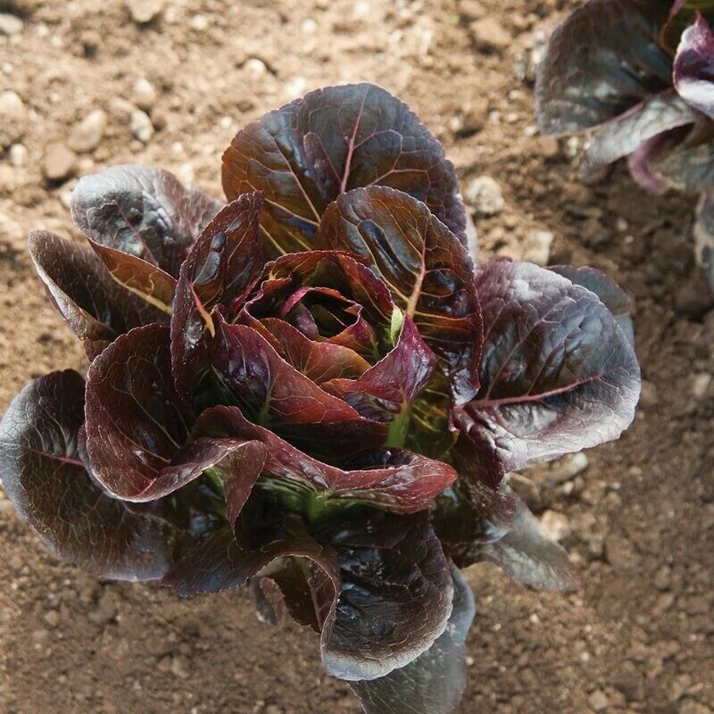EPIC GARDENING Mini-romaine Lettuce Seeds - 100 Seeds For Home ...
