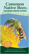 Common Native Bees Of The Eastern United States: Your Guide To ...