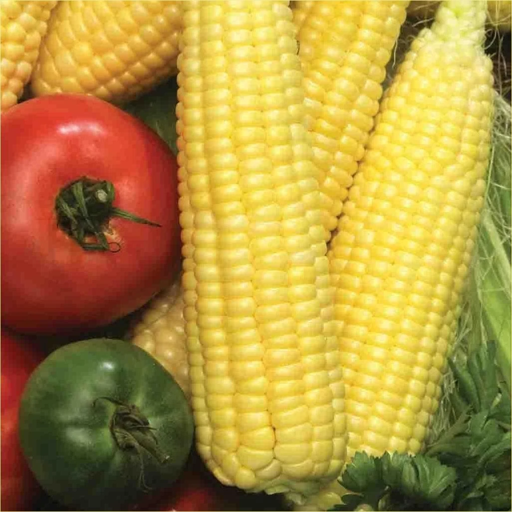 Sweet Corn, Early Golden Bantam Seeds | Gorhams