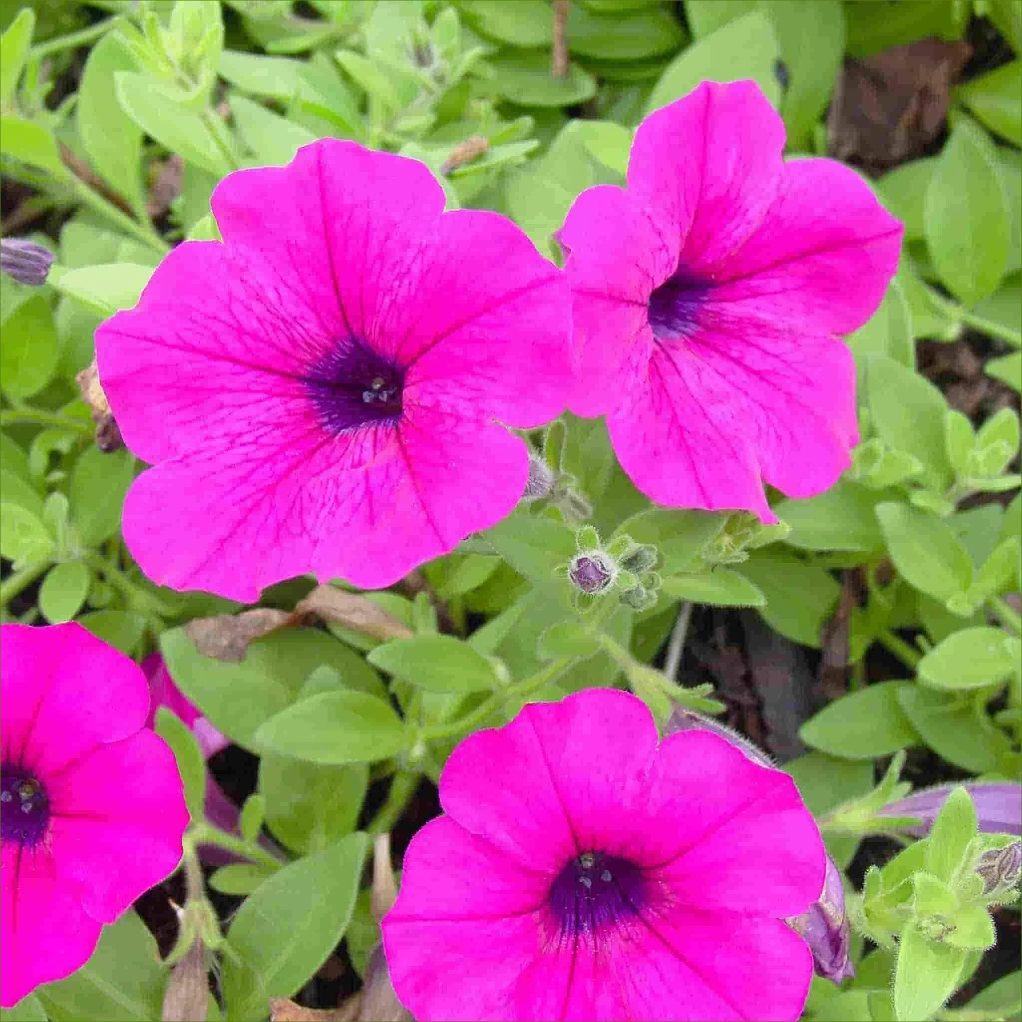 Petunia, Dwarf Bedding Mixed Colors Seeds | Gorhams